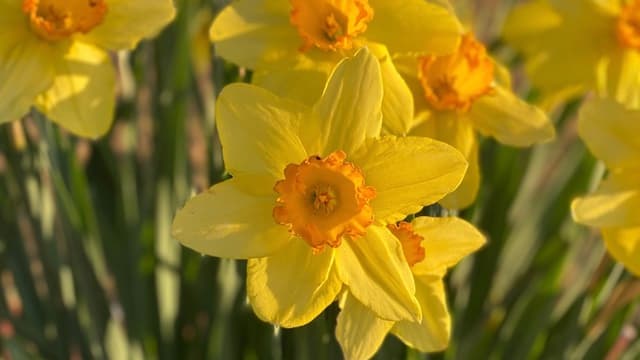 Carew WI welcomes local author Alex Craigie | pembroke-today.co.uk